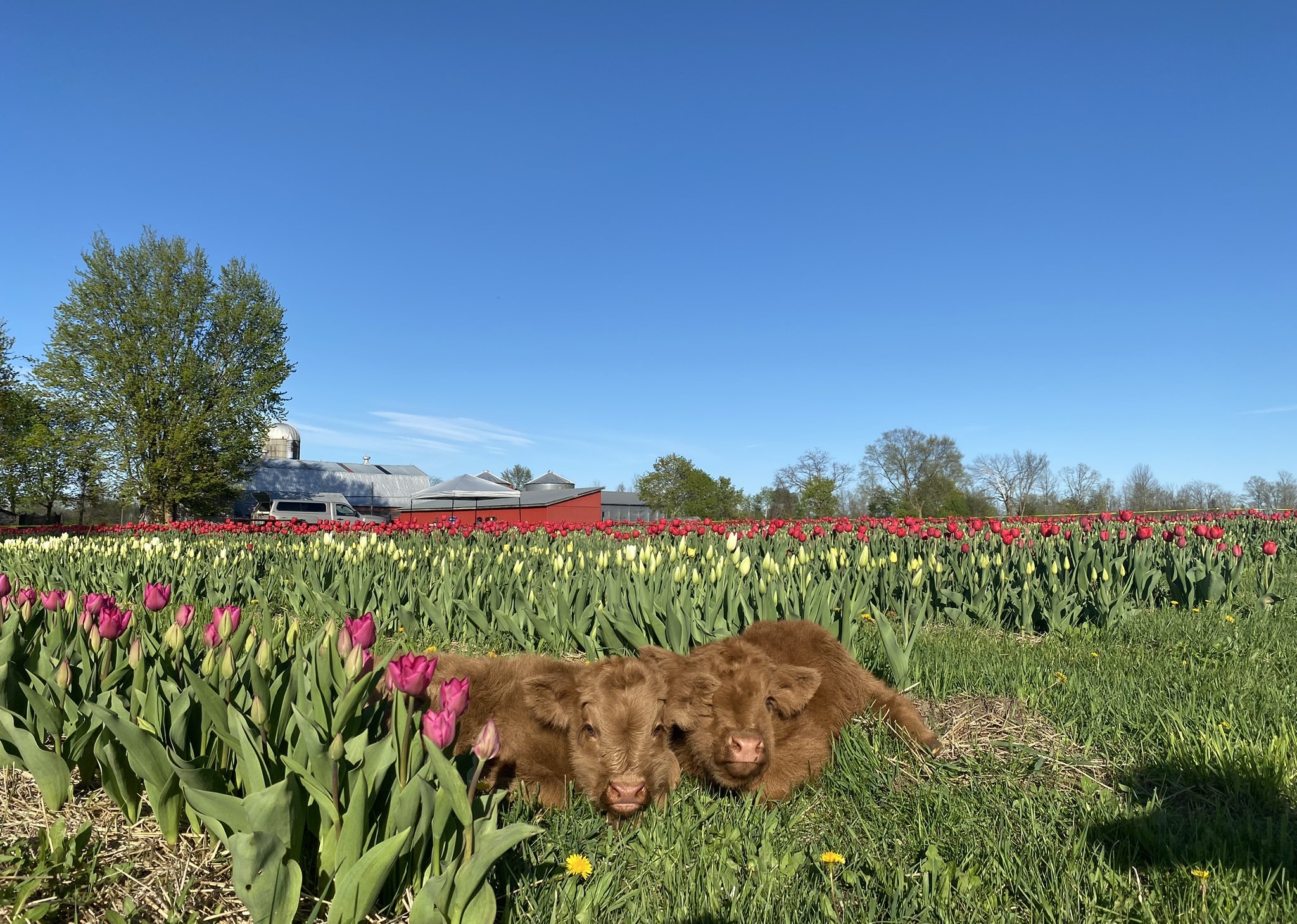 Summerhaven U-Pick Tulip Farm